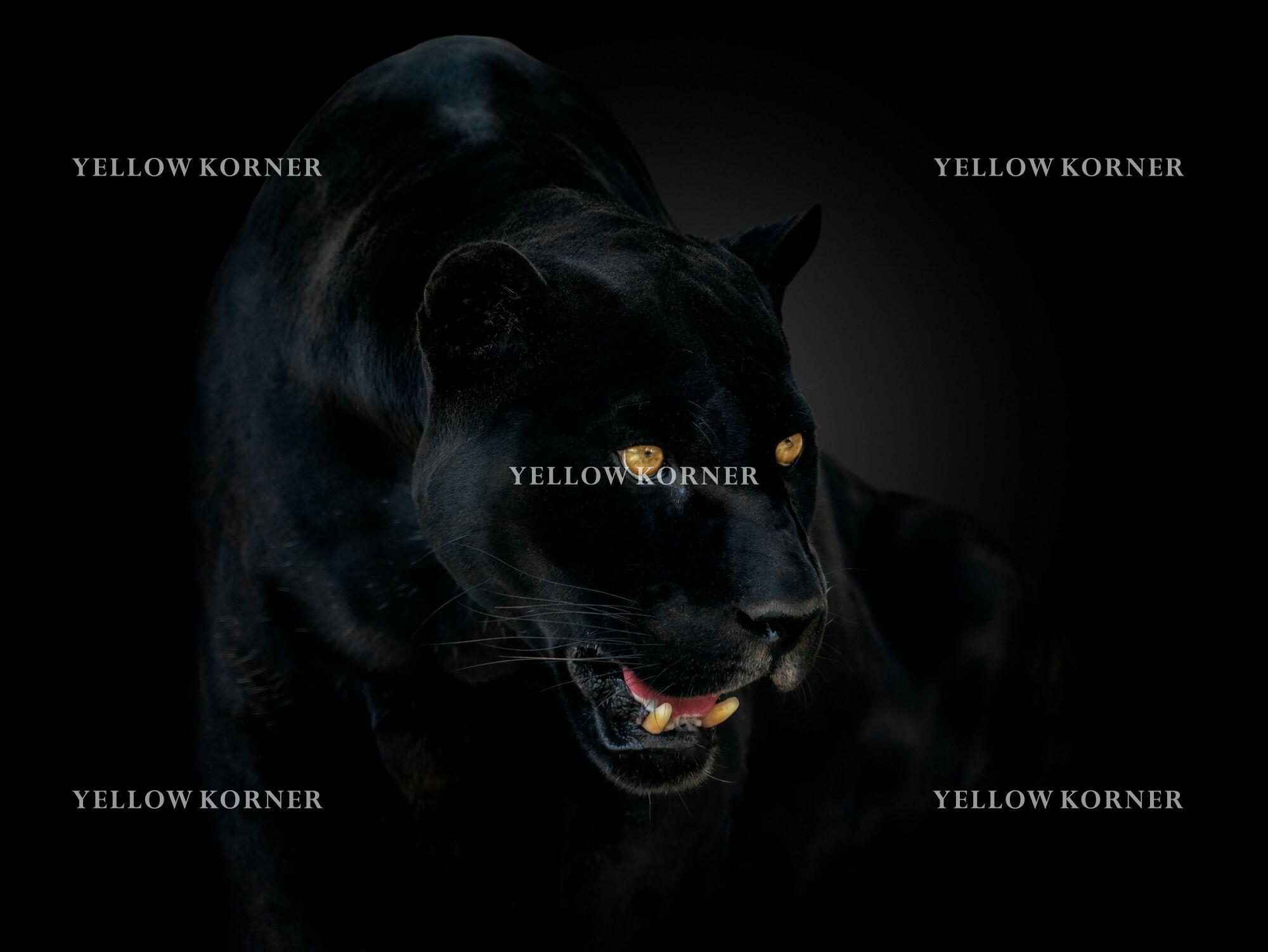 NIGHT WARRIOR, Panthères, PEDRO JARQUE KREBS · Photographies d'art ...