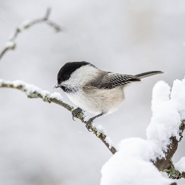 TypeScript 備忘録