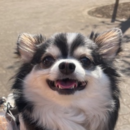 contentEditableな要素にplain textでペーストする