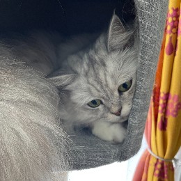 protovalidate を試す