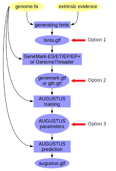 BRAKER3:遺伝子構造アノテーション
