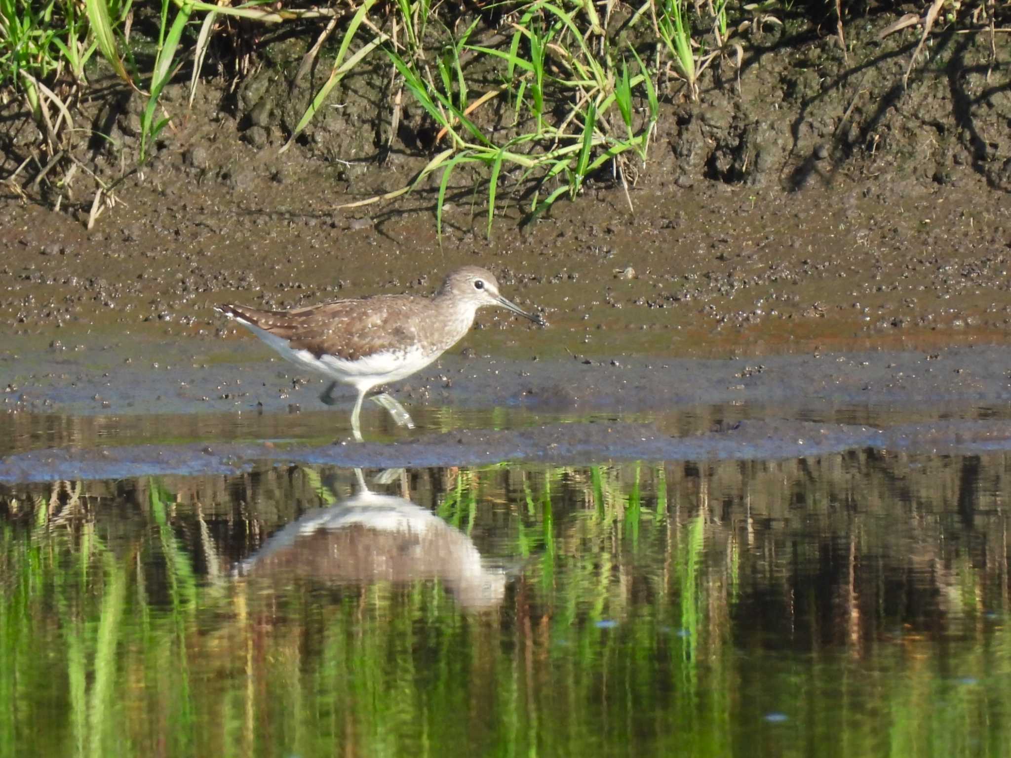 2024年8月16日(金) 川越市の野鳥観察記録 by あっつん | ZooPicker 2024年8月16日(金) 川越市の野鳥観察記録 by あっつん | ZooPicker