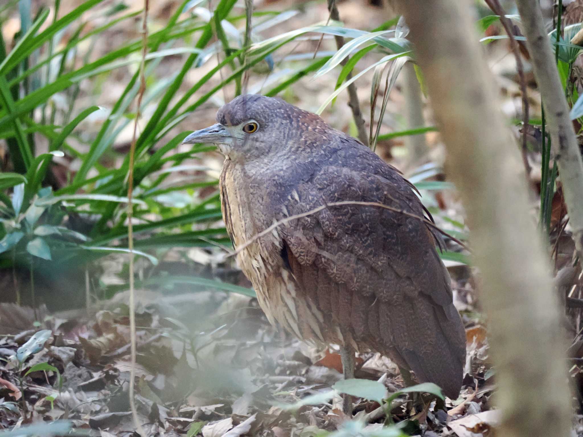 2024年1月7日(日) 水元公園の野鳥観察記録 by ごろぞー | ZooPicker 2024年1月7日(日) 水元公園の野鳥観察記録 by ごろぞー | ZooPicker