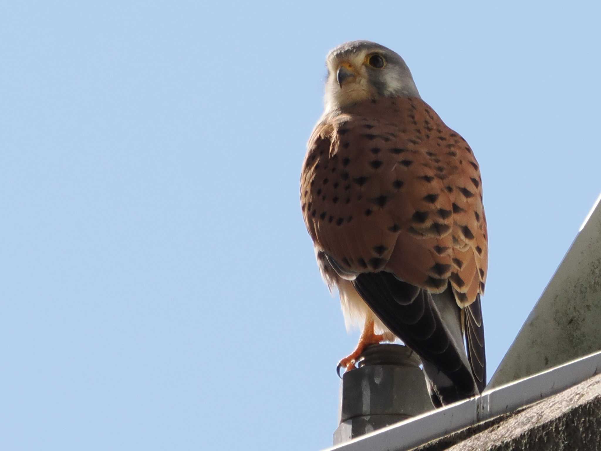 2025年2月8日(土) 川島町白鳥飛来地の野鳥観察記録 by Q-chan 2025年2月8日(土) 川島町白鳥飛来地の野鳥観察記録 by Q-chan