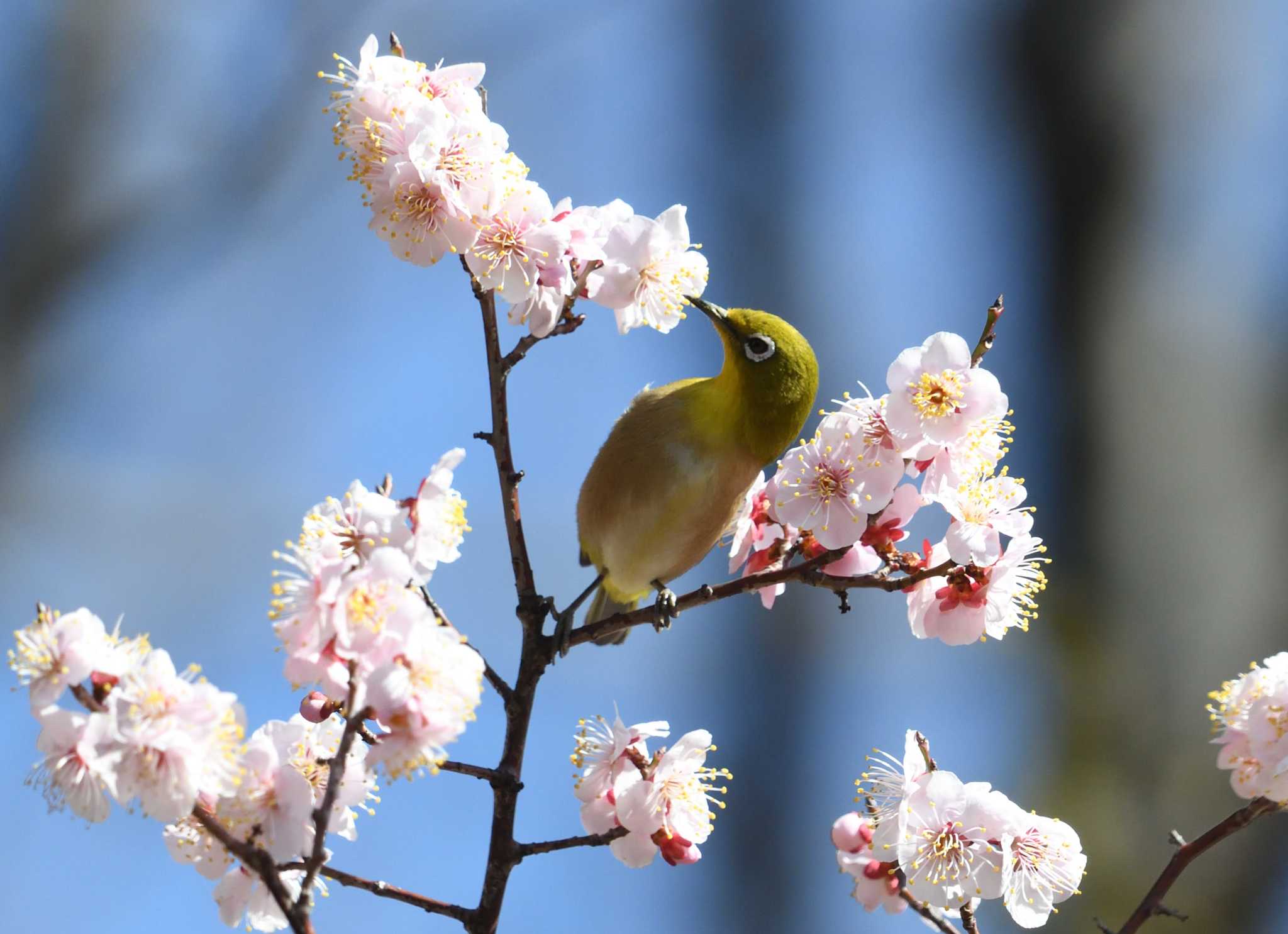 2025年3月6日(木) 東京都立小金井公園の野鳥観察記録 by Wood 2025年3月6日(木) 東京都立小金井公園の野鳥観察記録 by Wood